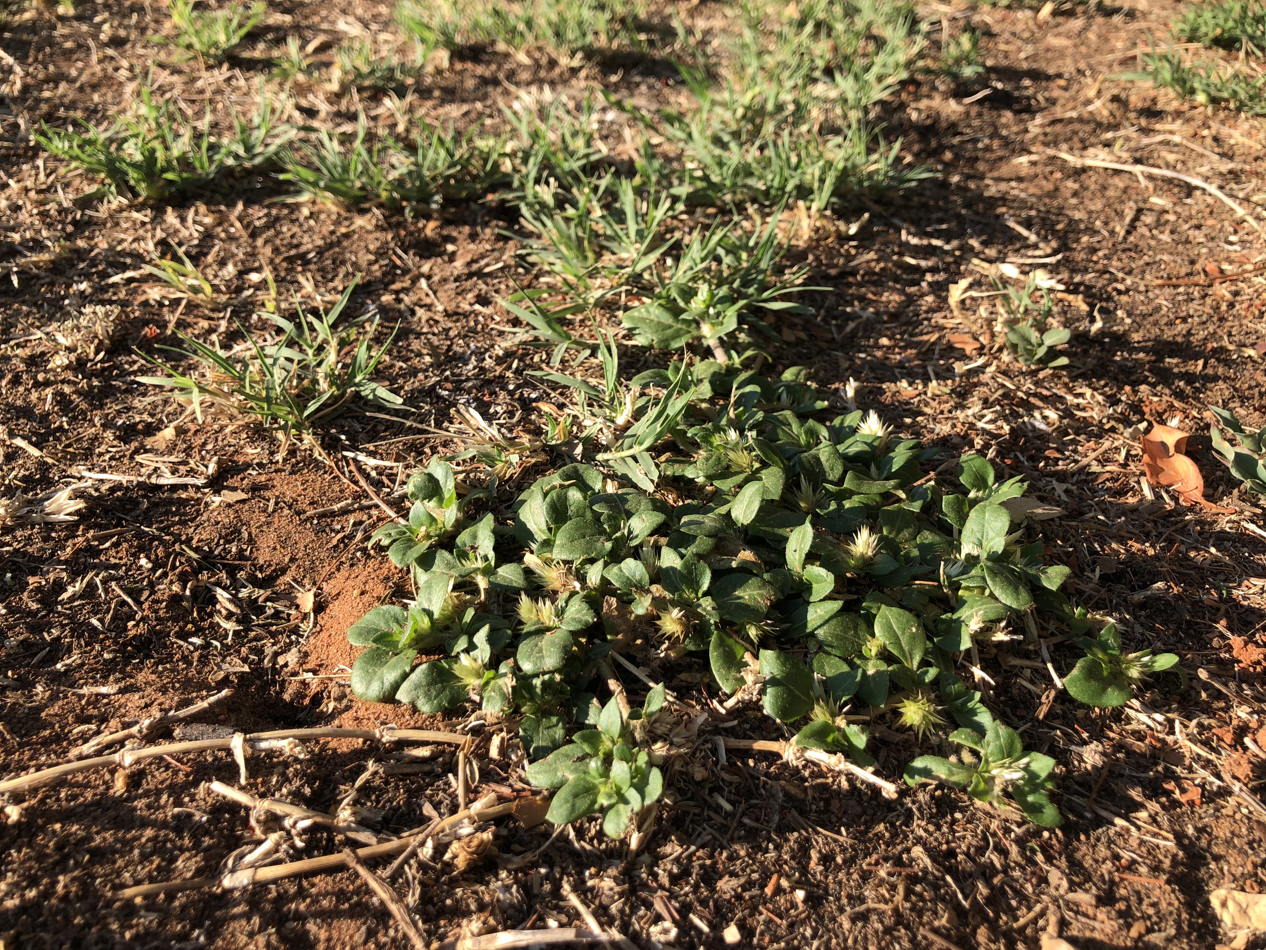 Problem weed popping up - 5RM