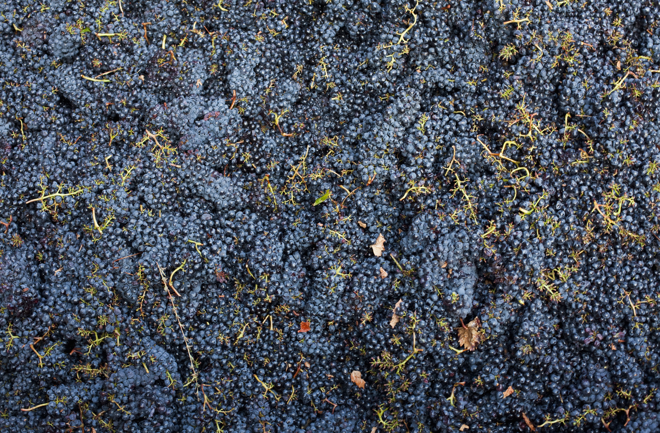 Warning for grape spills - 5RM